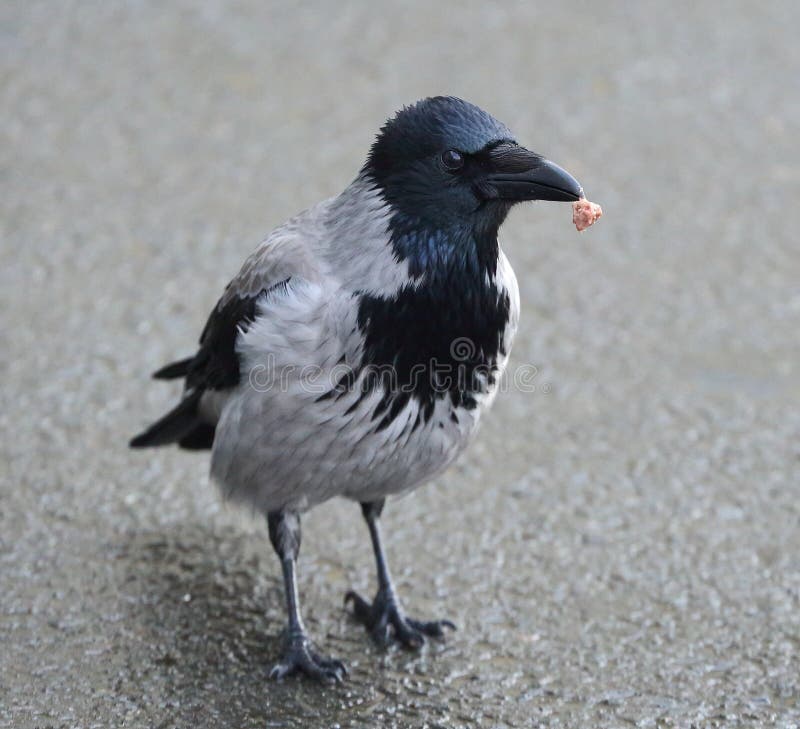 Foto Stock e immagini a tema Corvo Con Alimento Becco - Scarica 297 foto