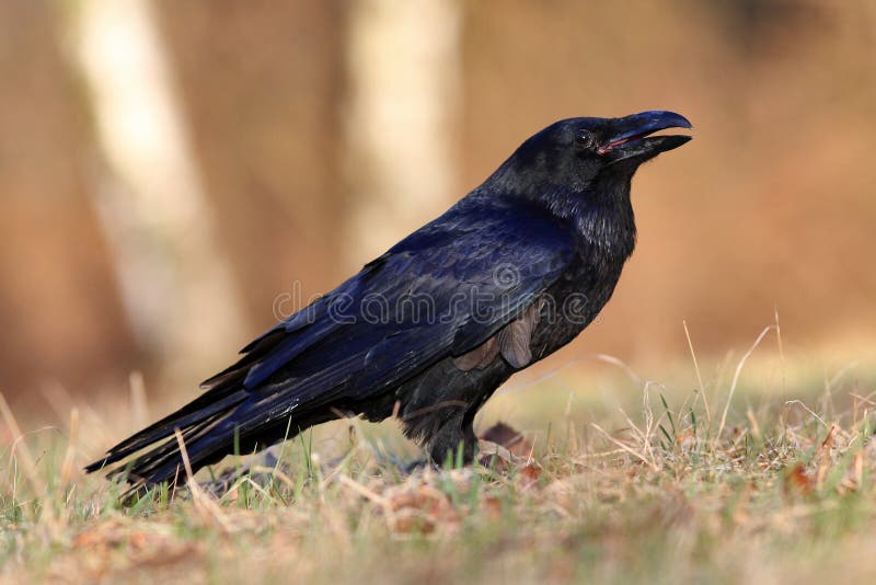 O Corvo-comum - Corvus Corax Imagem de Stock - Imagem de bico, fauna ...