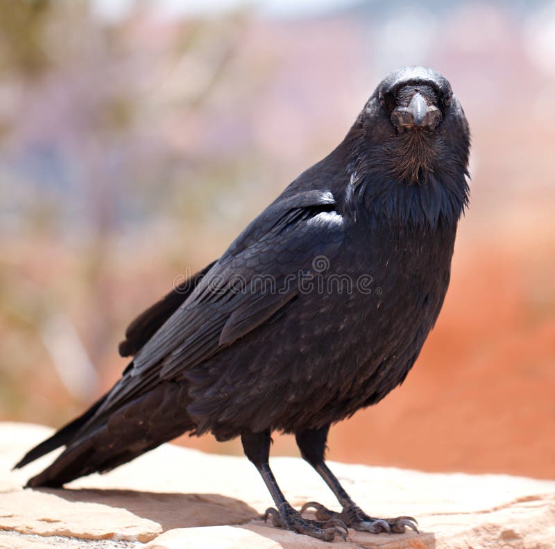 Corvo nero immagine stock. Immagine di uccello, branca - 22585077