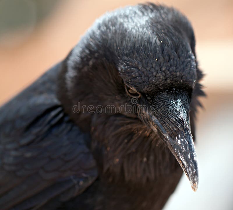 Corvo nero immagine stock. Immagine di uccello, branca - 22585077