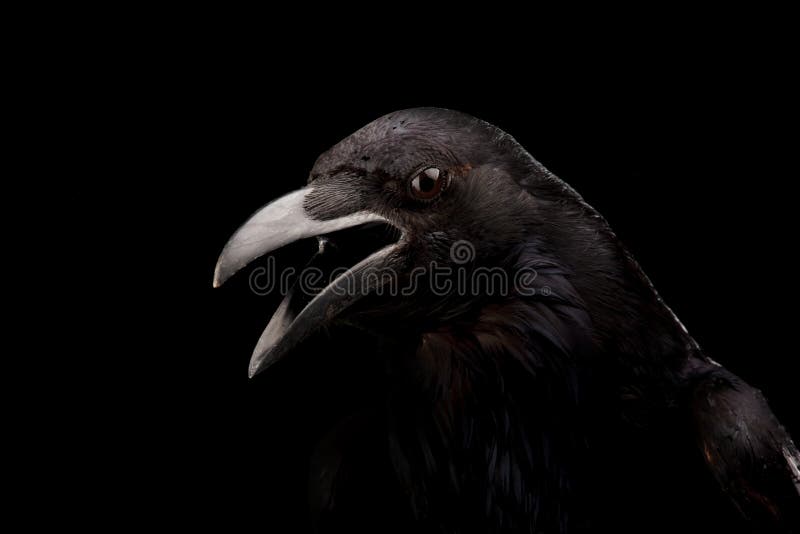 Corvo Nero Durante Il Volo Con Le Ali Spante Immagine Stock - Immagine ...