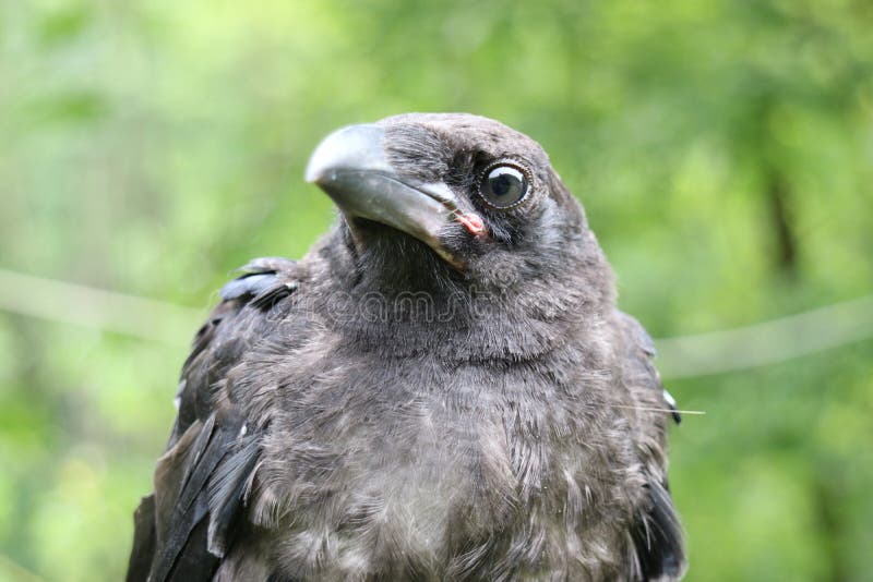 Corvo Reale Nero Foto Stock - Download 441 Royalty Free Photos