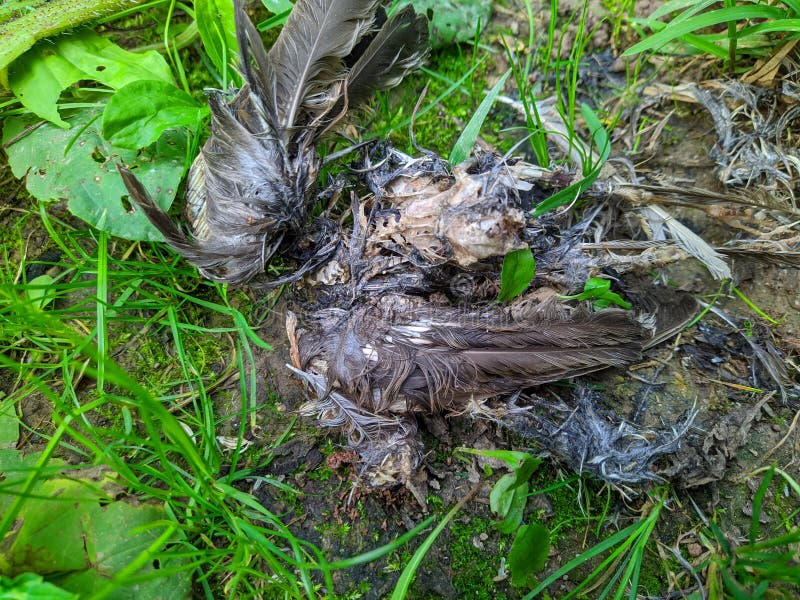 Corvo Picado De Insetos Morto E Podre Na Floresta. Imagem de Stock ...