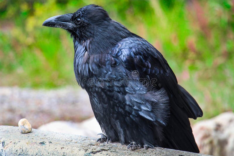 Corvo preto foto de stock. Imagem de fundo, velho, preto - 62122128