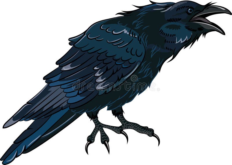 Corvo preto que crocita ilustração stock. Ilustração de fauna - 77053555