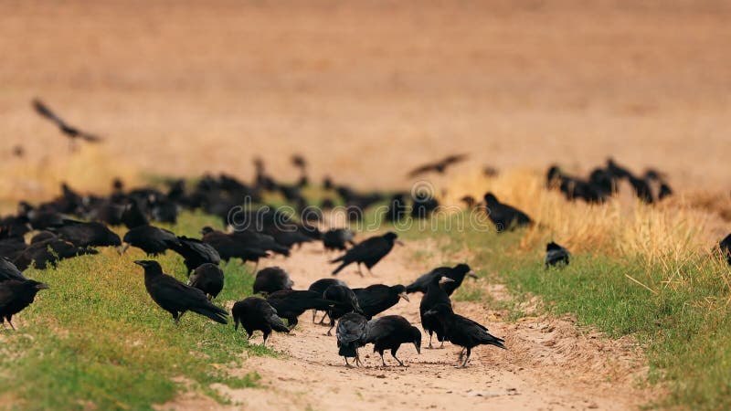 Corvus Corax Bird or Common Raven Feeding in Field Stock Video - Video ...