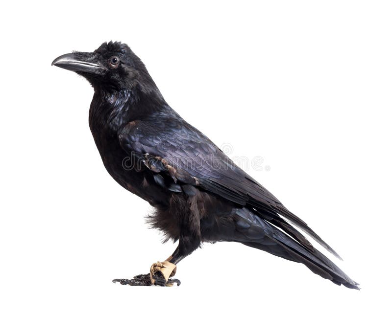Corvus corax, Common Raven stock image. Image of habitat - 47013969