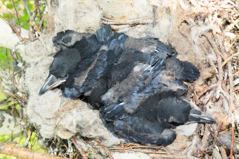 Corvus corax, Common Raven stock image. Image of habitat - 47013969
