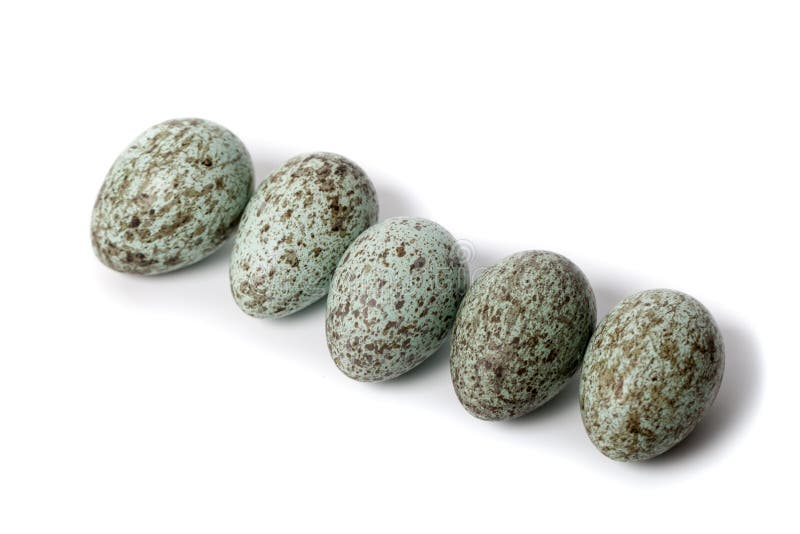 Raven Eggs