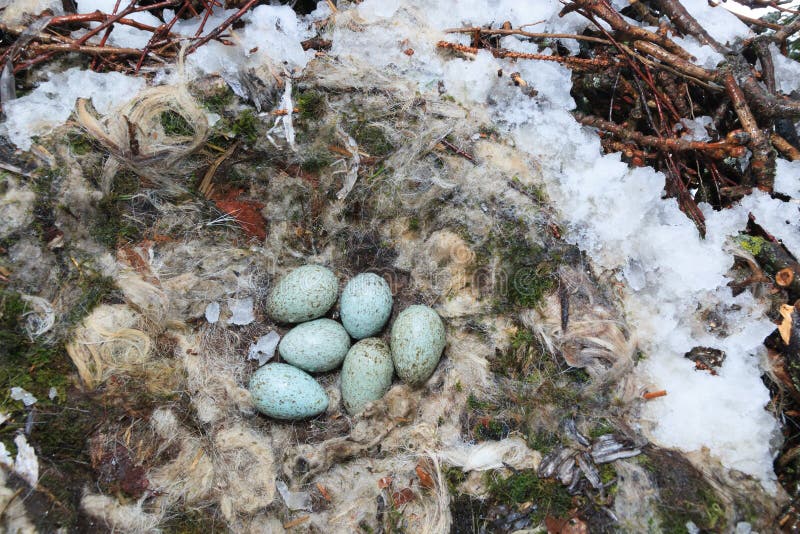 Common Raven Corvus Corax - Nest Stock Photo - Image of nesting ...