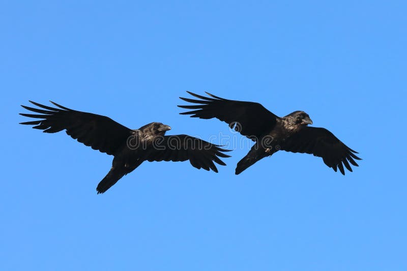 Corvus Corax. Two Common Raven Flying Against the Blue Sky Stock Photo ...