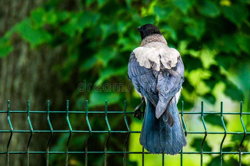Corvus cornix, back view stock image. Image of beauty - 215134209