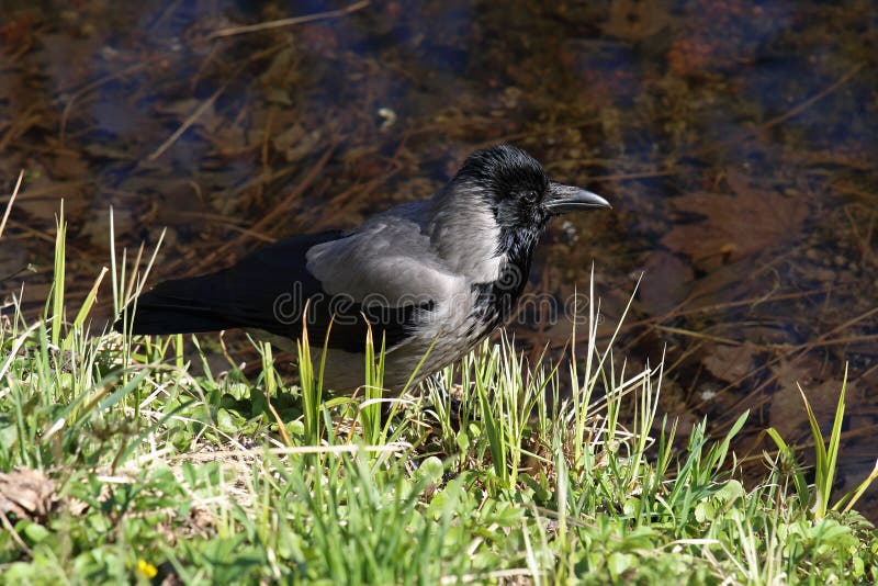 Corvus Cornix. Grey Crow Summer Day by the Water Stock Image - Image of ...