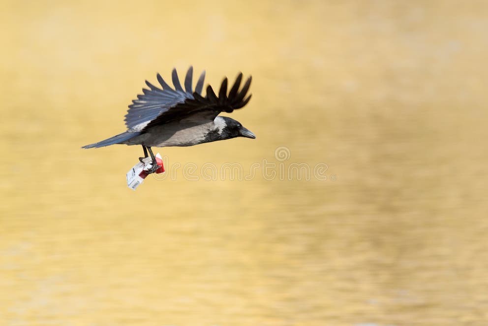 Corvus Cornix, Hooded Crow. Stock Photo - Image of corvidae, flying ...