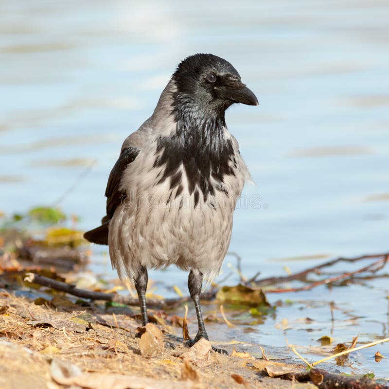 Corvus Cornix, Hooded Crow. Stock Photo - Image of wildlife, reservoir ...