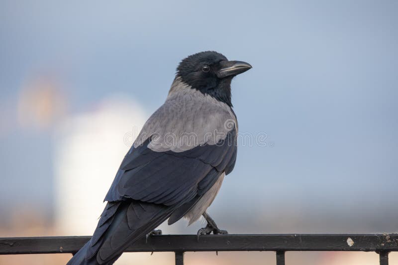 Hooded Crow (Corvus Cornix) Perched on a Metal Railing. Stock Photo ...