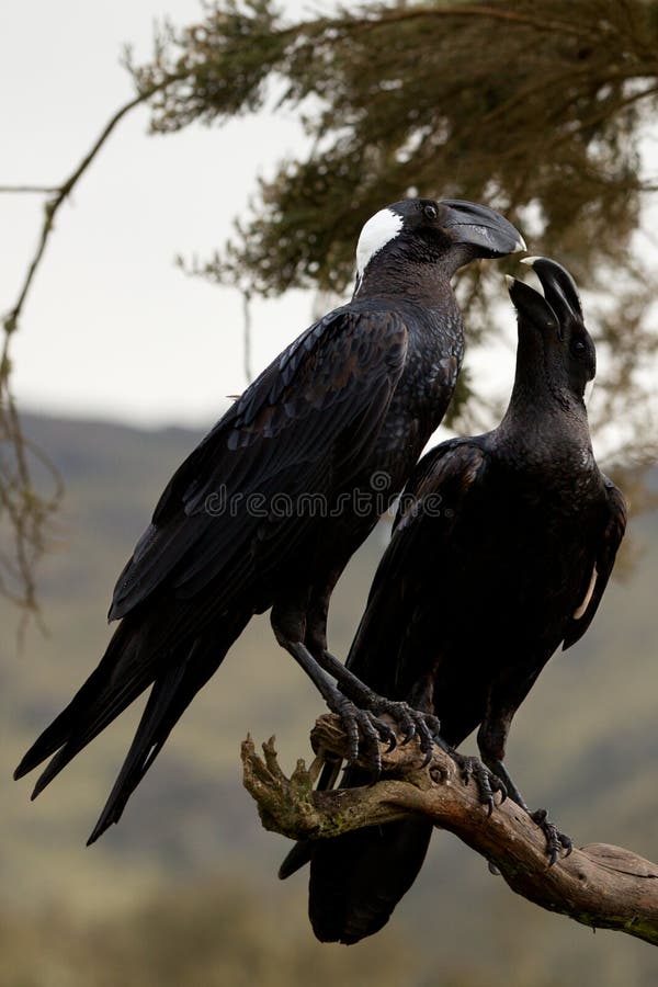 Corvus Crassirostris. Raven Eagle. Stock Photo - Image of claws, birds ...