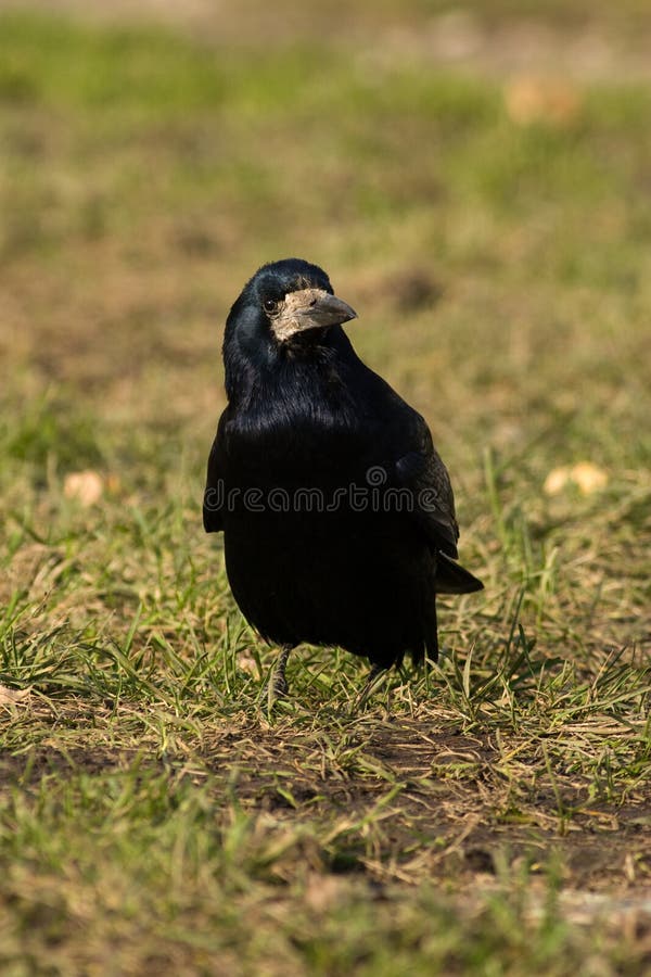 Corvus frugilegus, Rook stock image. Image of black, outdoor - 8692961