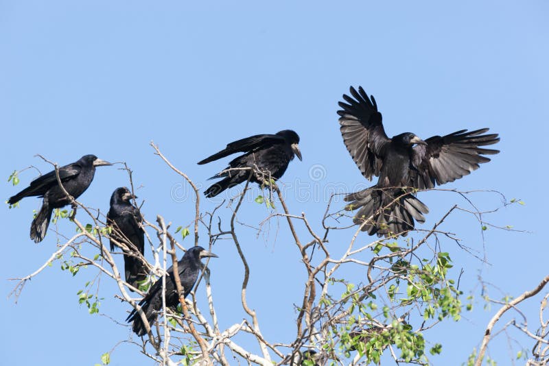 Corvus frugilegus, Rook. stock image. Image of wild, perching - 47437999