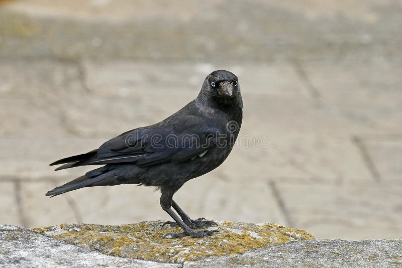 Corvus monedula, Jackdaw stock photo. Image of jackdaw - 23433936