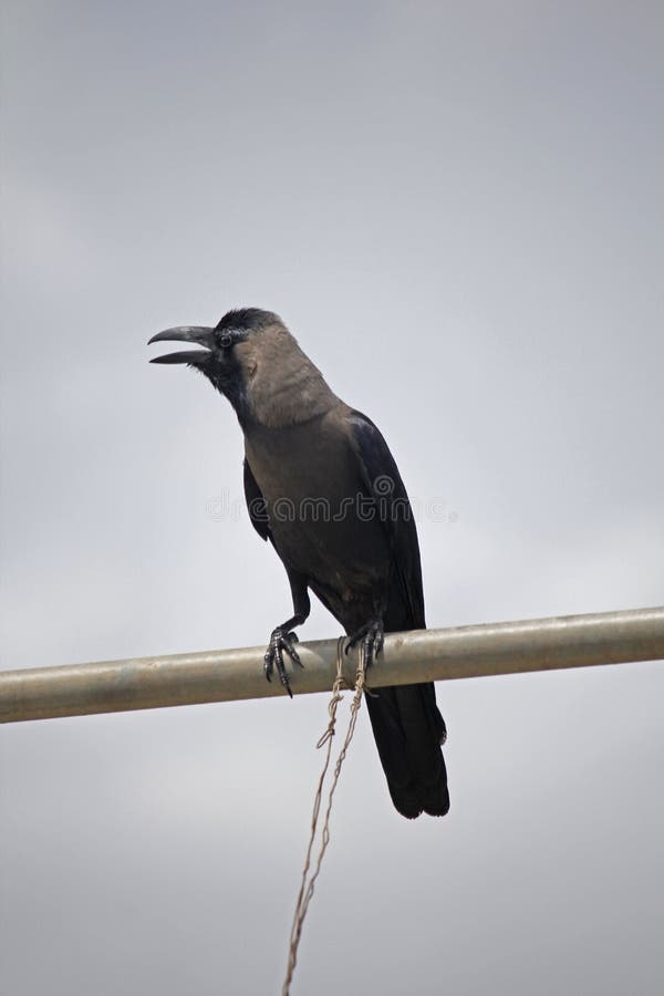 A common house crow stock photo. Image of garden, urban - 109556962