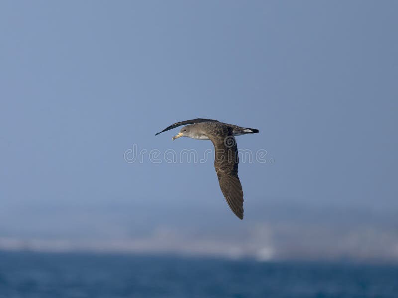 Cory S Shearwater, Calonectris Borealis Stock Image - Image of isles ...
