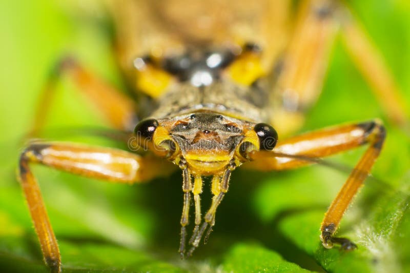 Corydalidae stock image. Image of bugs, strange, zoology - 25474367