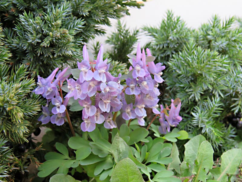 Corydalis is a Beautiful Spring Flower Stock Photo - Image of fresh ...