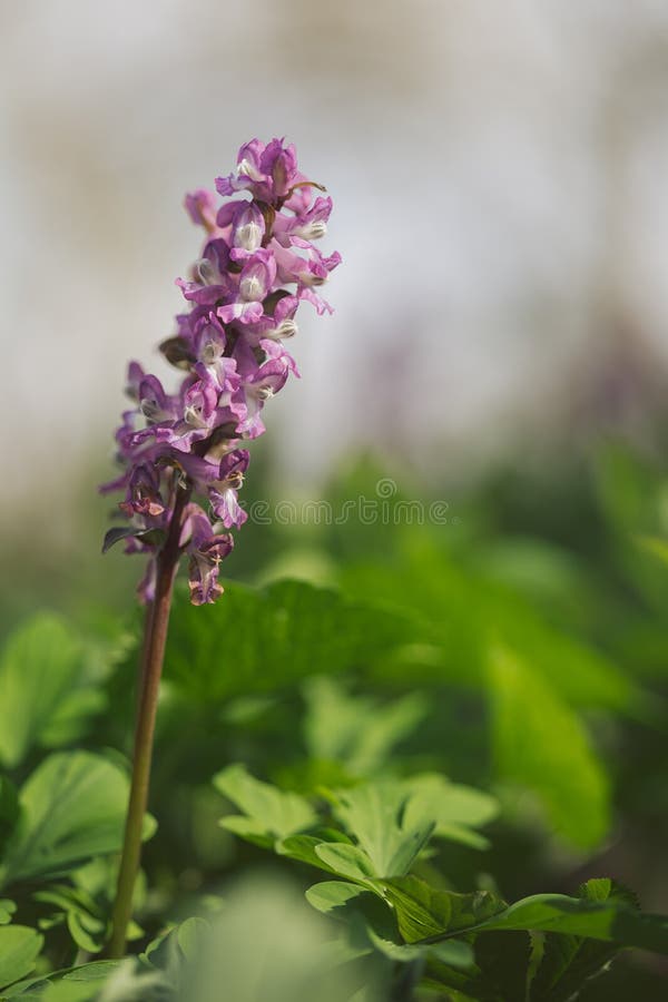 Corydalis Cava in Bloom - Early Spring Forest Flower Stock Photo ...