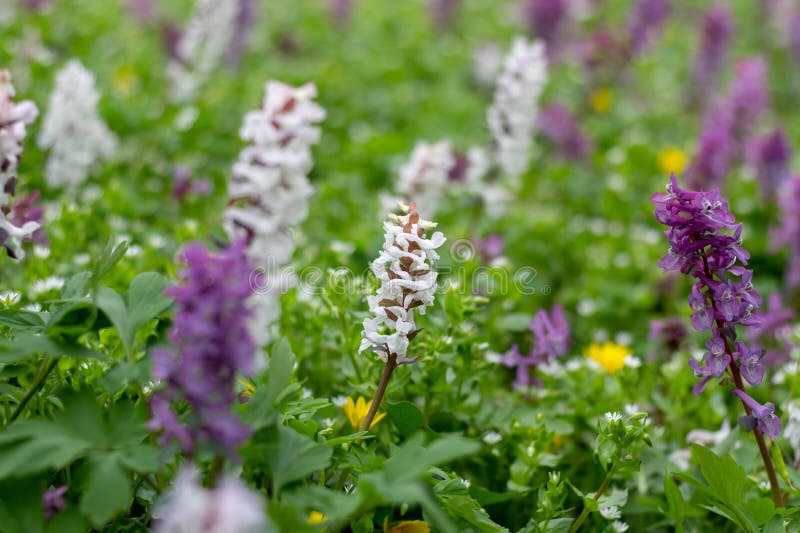 Corydalis Cava on a Field in the Forest. Stock Image - Image of white ...