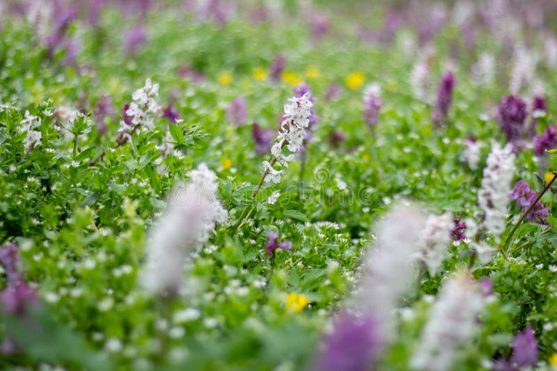 Corydalis Cava on a Field in the Forest. Stock Photo - Image of color ...