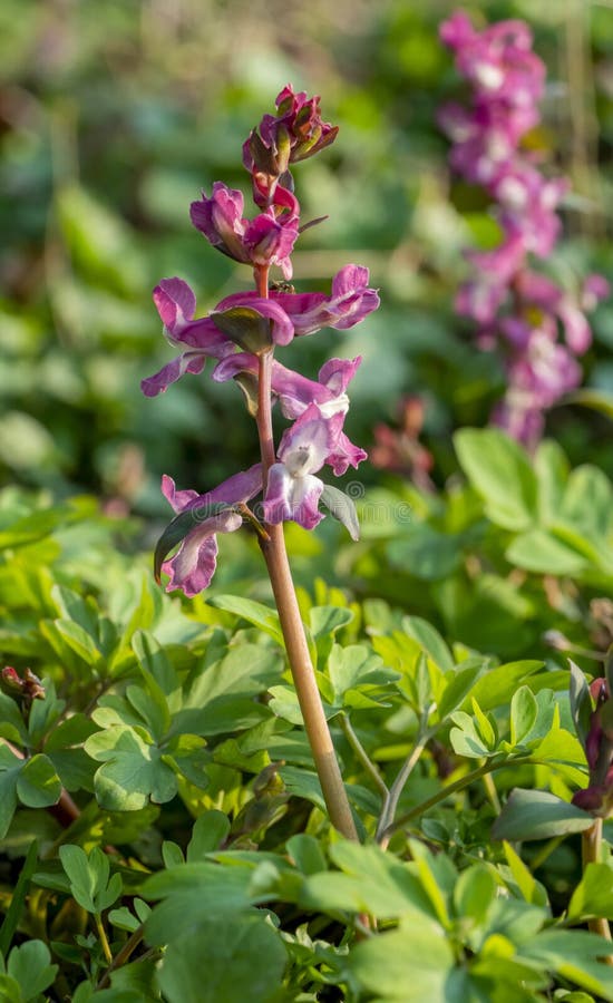 Corydalis cava flowers stock image. Image of flower - 180752557