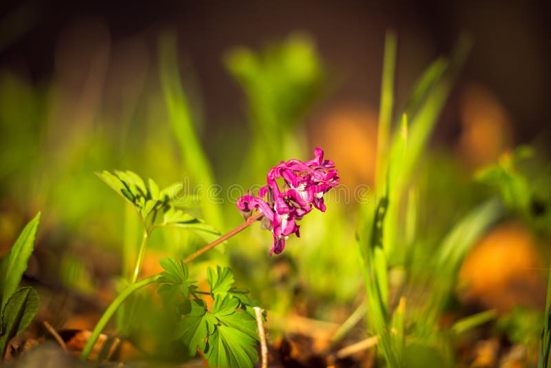 Corydalis Cava, Pink Flower. Stock Photo - Image of white, blooming ...