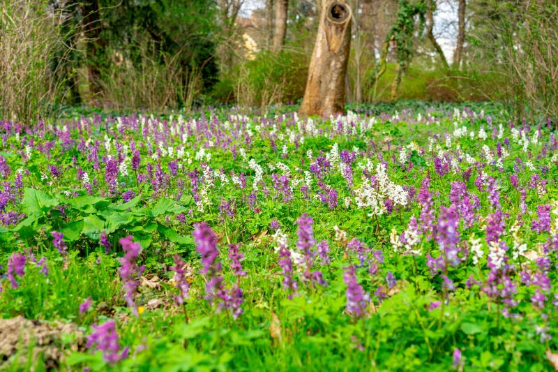 Corydalis Cava Wild Flower Forest Meadow in Sarvar Arboretum Stock ...