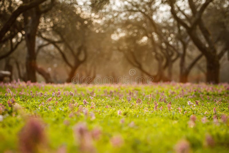 Corydalis Flower Meadow in a Garden. Sunset Spring Background. Stock ...