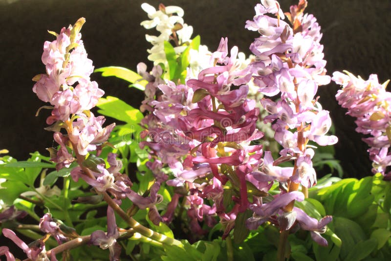 Corydalis Flowers Bloomed in the Spring Forest Stock Photo - Image of ...