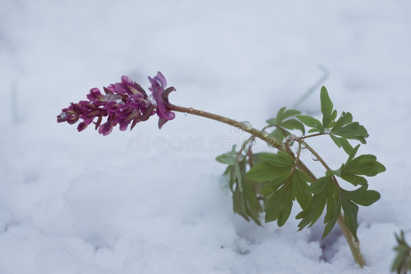 Corydalis Flowers Covered with Unexpected Snow on a Cold and Cloudy ...