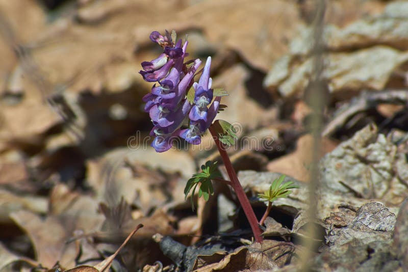 Corydalis Solida. the First Shoots of Spring Stock Image - Image of ...