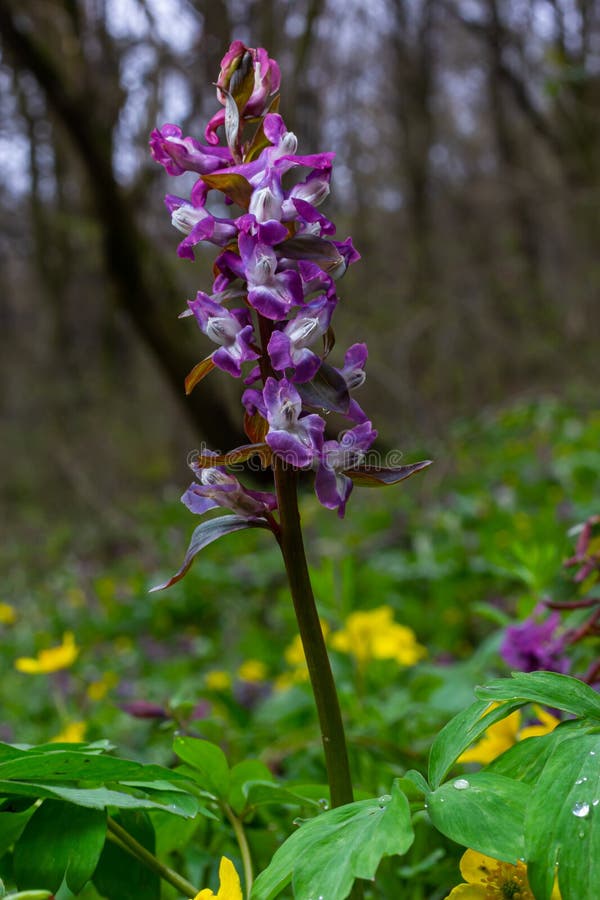 Corydalis. Corydalis Solida. Violet Flower Forest Blooming in Spring ...