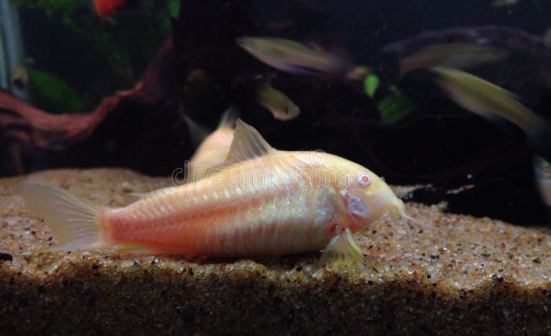 Poissons Albinos Photos Stock - Téléchargez 960 Photos libres de droits