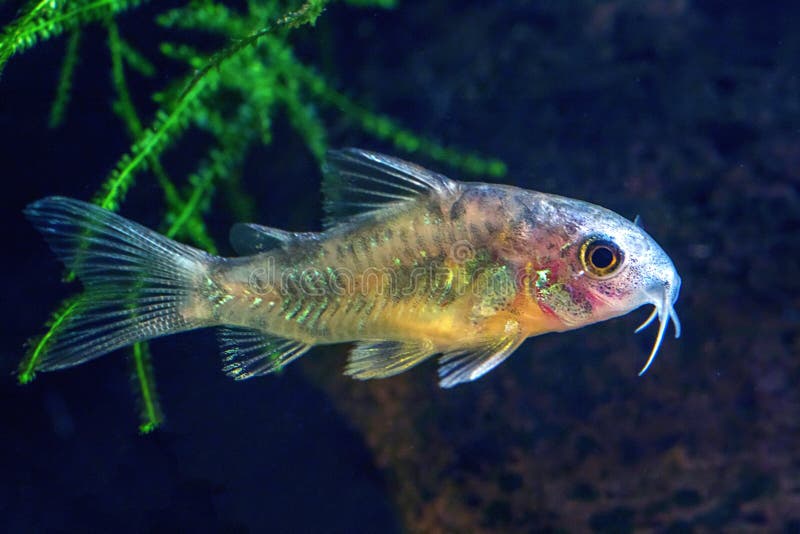 Corydoras Cleaner Fish, Cory Catfish Stock Photo - Image of natural ...