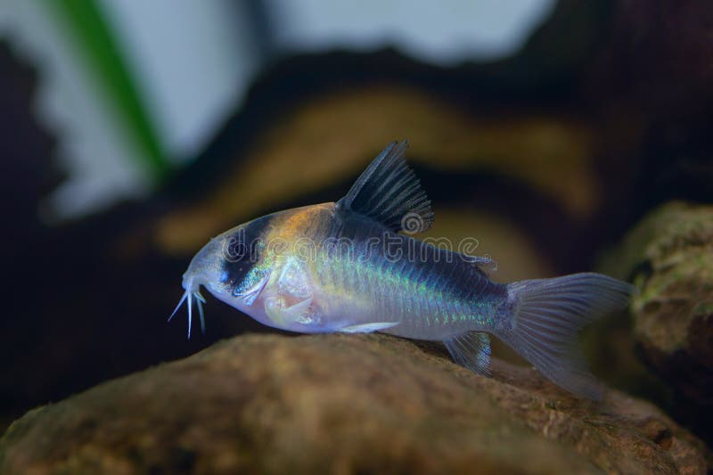 Corydoras Cleaner Fish, Cory Catfish Stock Photo - Image of natural ...