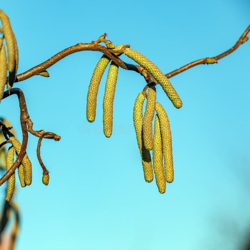 Corylus Avellana, Common Hazel Spring Male Catkins Closeup Selective ...