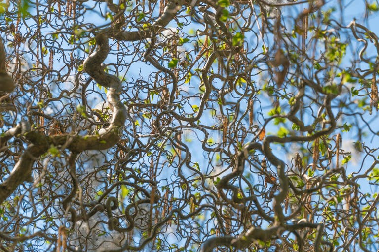 Corylus Avellana Contorta . a Tree with Climbing Branches that Create a ...