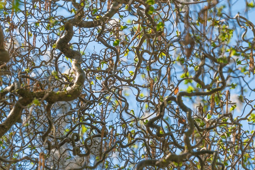 Corylus Avellana Contorta . a Tree with Climbing Branches that Create a ...