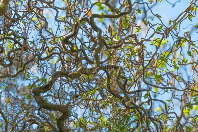 Corylus Avellana Contorta . a Tree with Climbing Branches that Create a ...