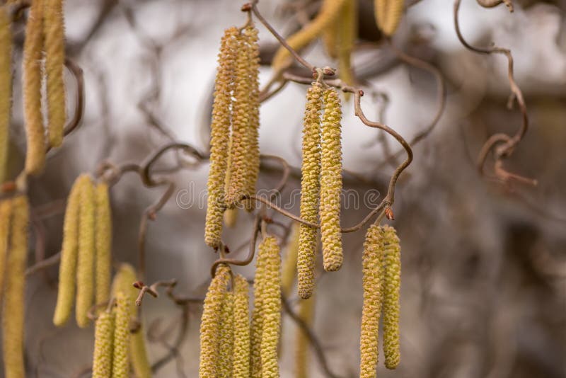 Corylus Avellana. Hazelnut Shrub in Spring Stock Photo - Image of bush ...