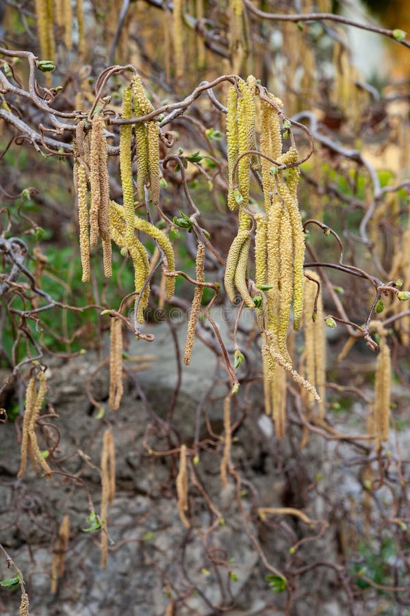 Typical Contorted Stock Photos - Free & Royalty-Free Stock Photos from ...