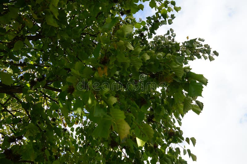 Corylus Colurna Grows in October. Berlin, Germany Stock Image - Image ...