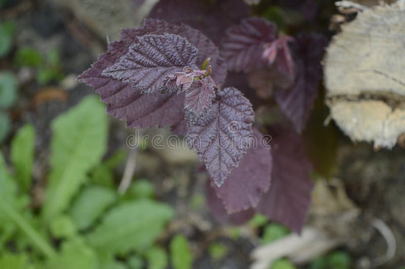 Corylus Maxima Called Also Filbert Stock Image - Image of corylus, leaf ...
